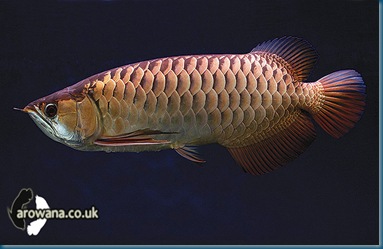 1 Stop Blog: JENIS-JENIS IKAN AROWANA